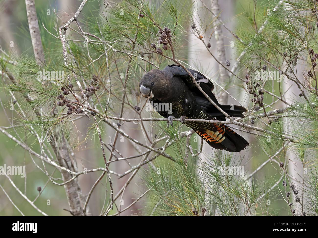 Glossy Black-cockatoo (Calyptorhynchus lathami lathami) adult male ...
