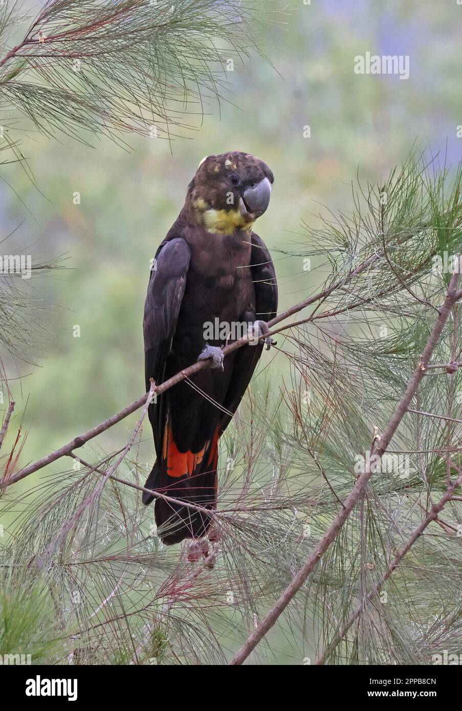 Glossy Black-cockatoo (Calyptorhynchus lathami lathami) adult female ...