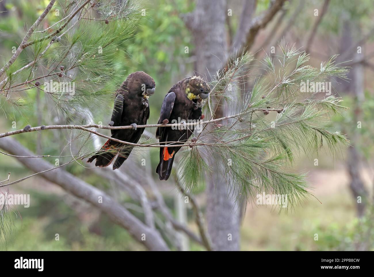 Glossy Black-cockatoo (Calyptorhynchus lathami lathami) adult pair ...