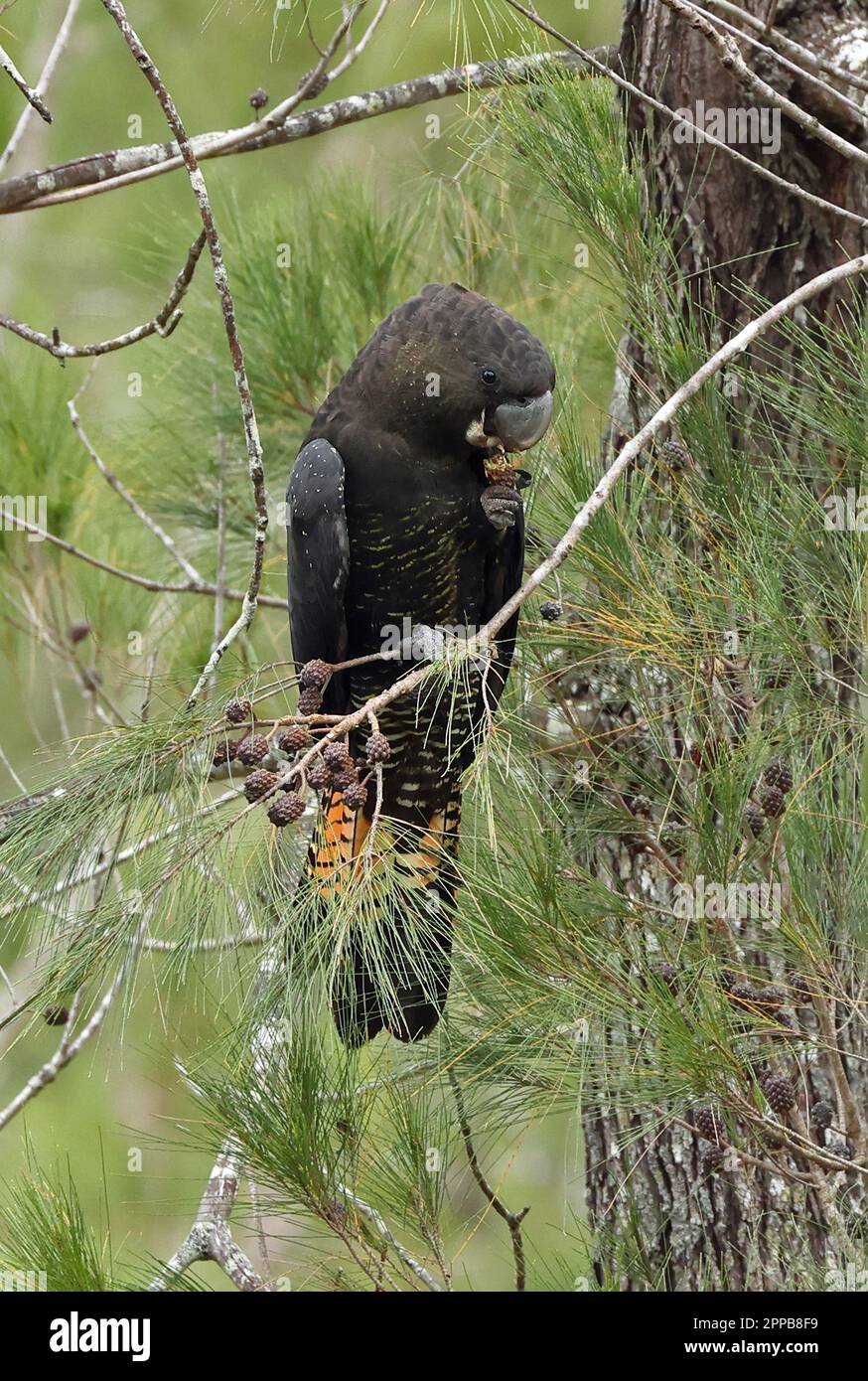 Glossy Black-cockatoo (Calyptorhynchus lathami lathami) adult male ...