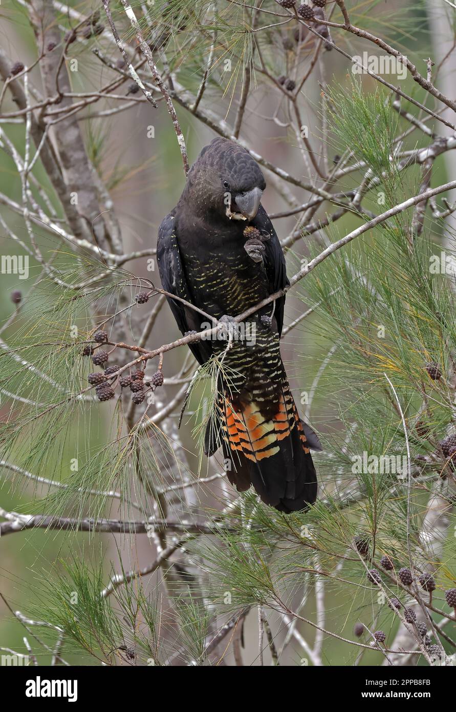 Glossy Black-cockatoo (Calyptorhynchus lathami lathami) adult male ...