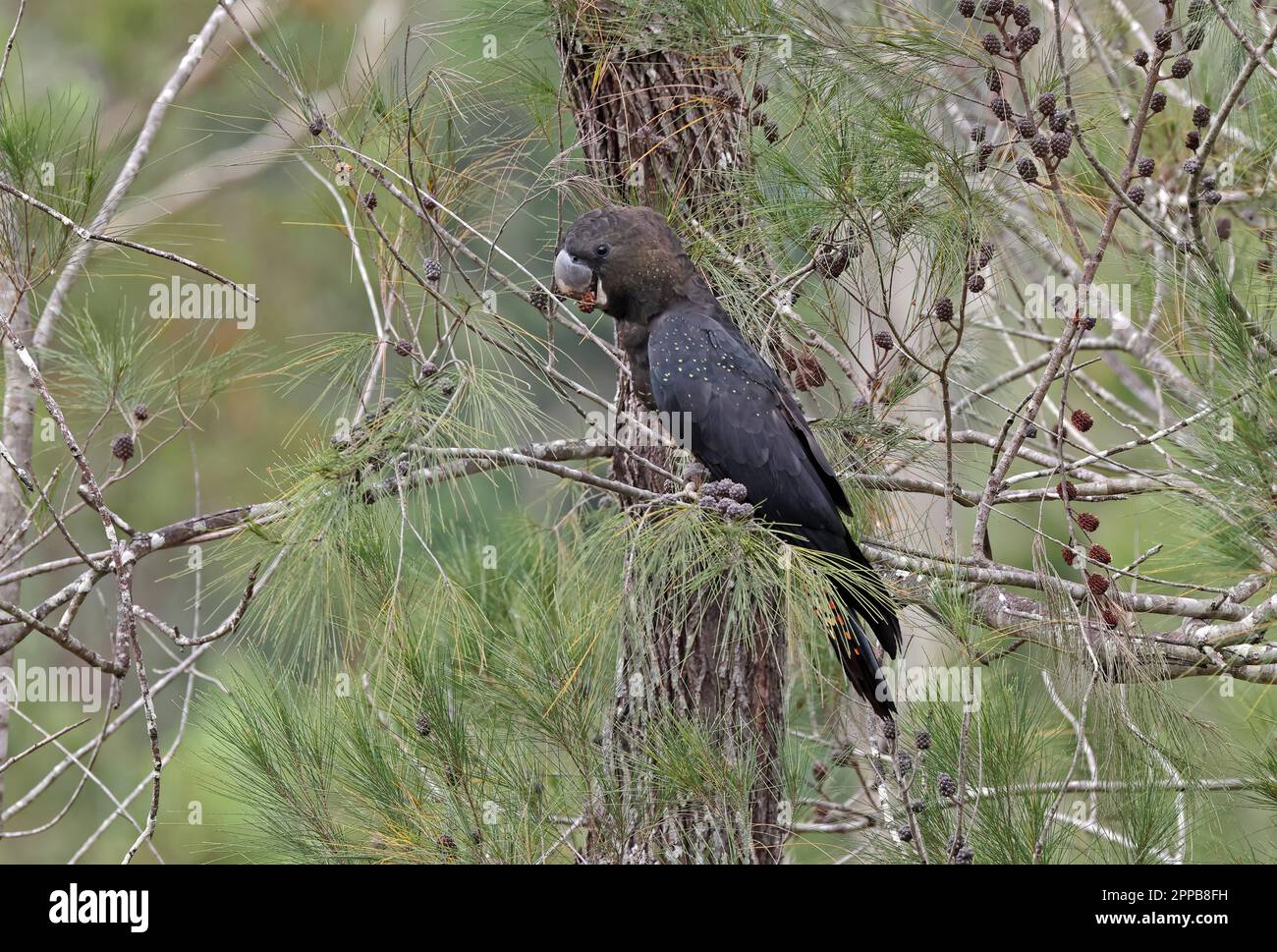 Glossy Black-cockatoo (Calyptorhynchus lathami lathami) adult male ...