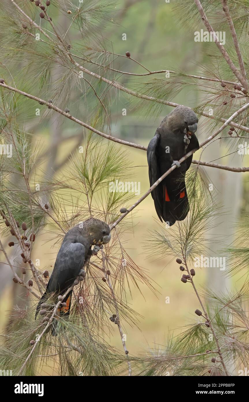 Glossy Black-cockatoo (Calyptorhynchus lathami lathami) adult male and ...