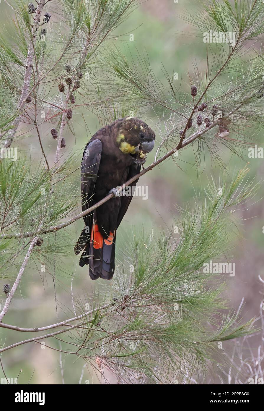 Glossy Black-cockatoo (Calyptorhynchus lathami lathami) adult female ...