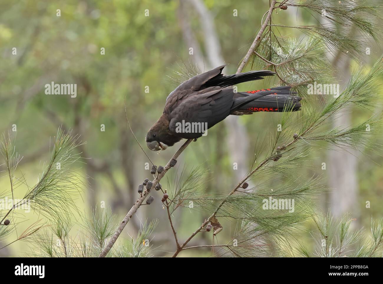 Glossy Black-cockatoo (Calyptorhynchus lathami lathami) adult male ...