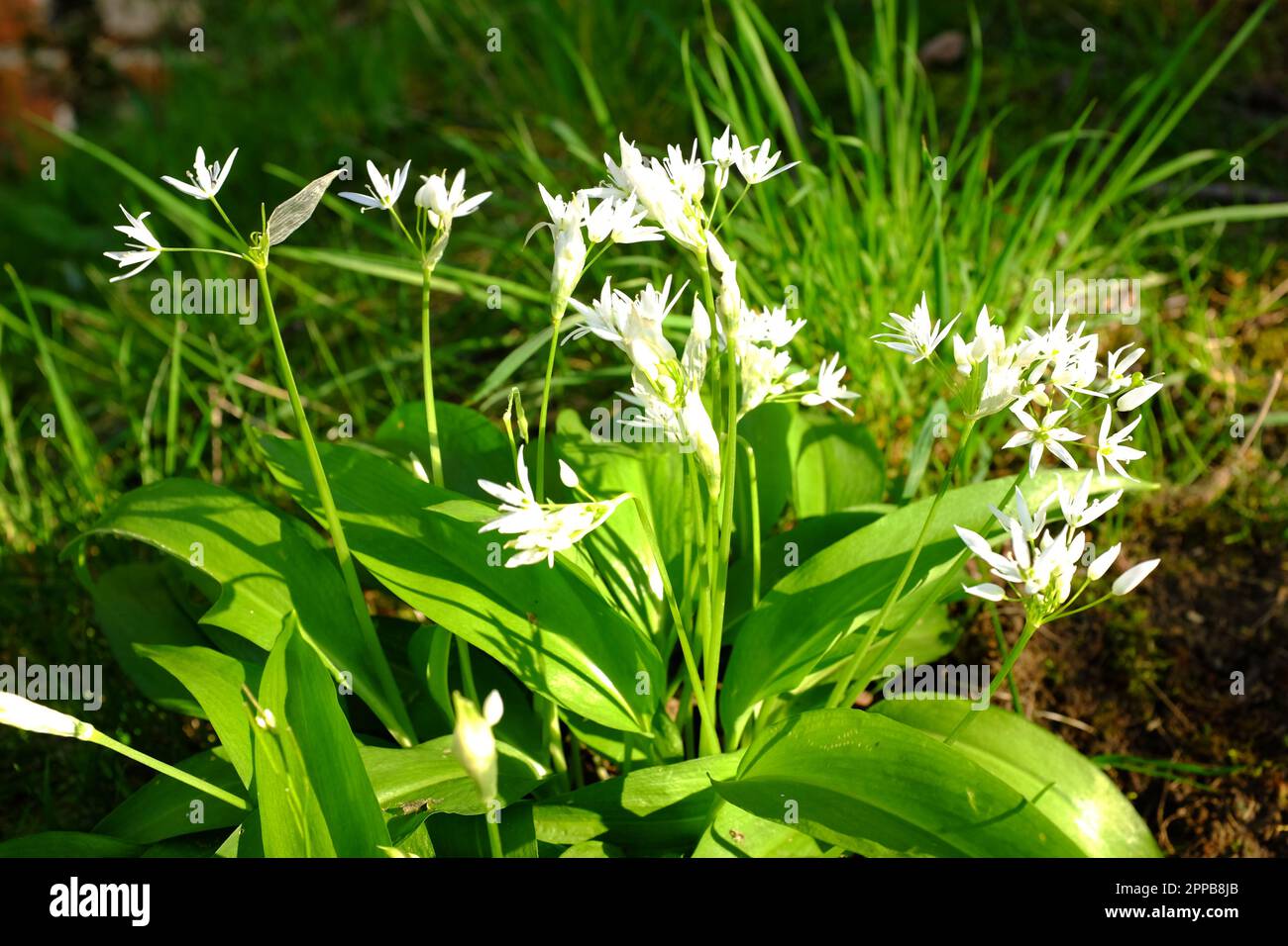 Allium sauvage hi-res stock photography and images - Alamy