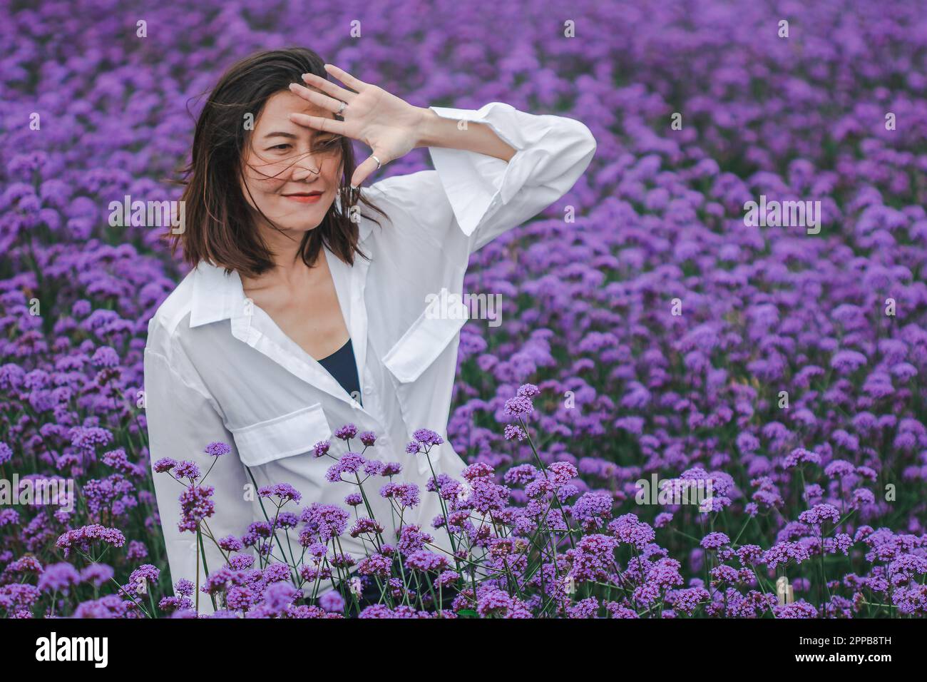 Women in the Verbena field are blooming and beautiful in the rainy ...