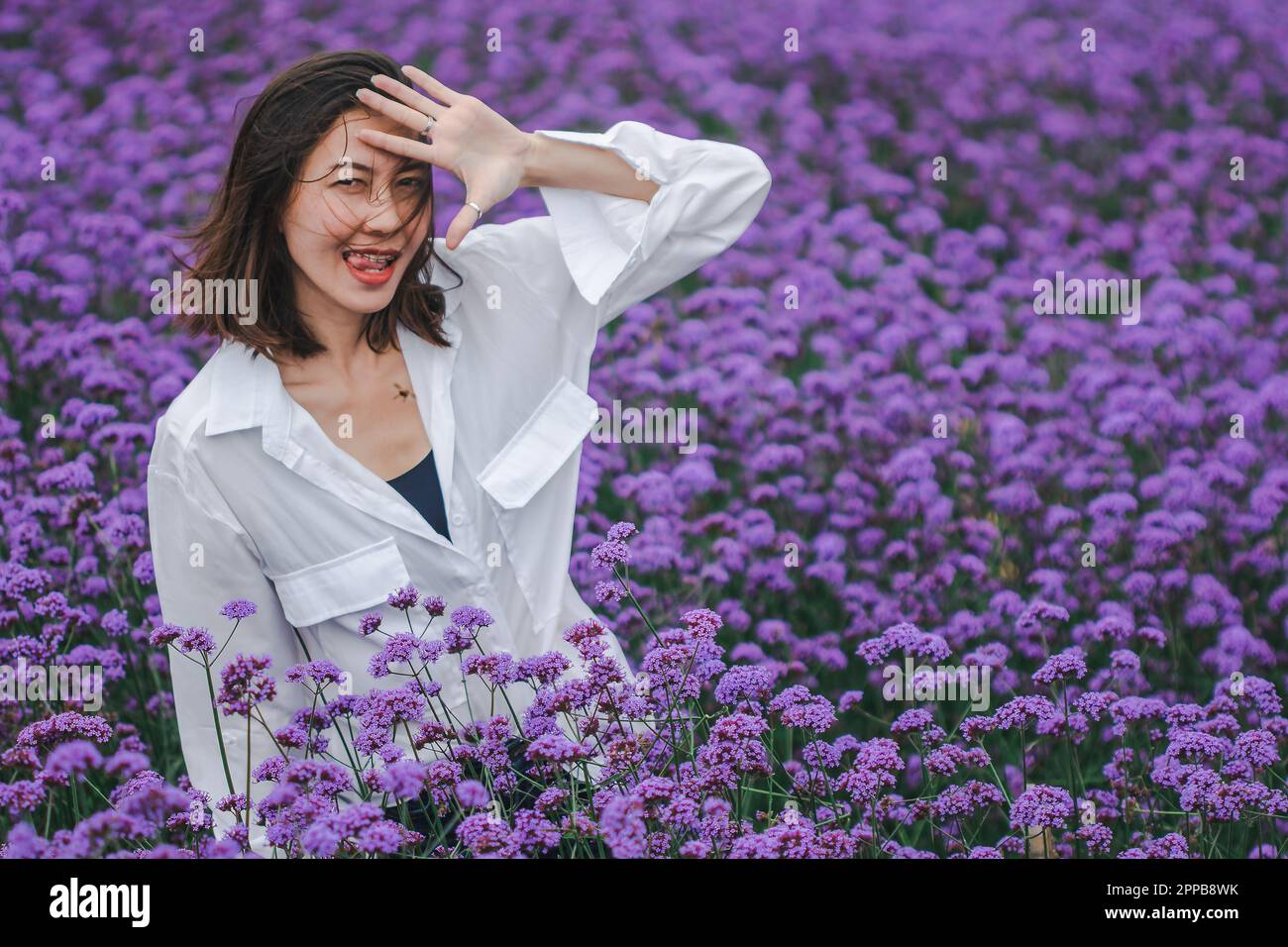 Women in the Verbena field are blooming and beautiful in the rainy ...