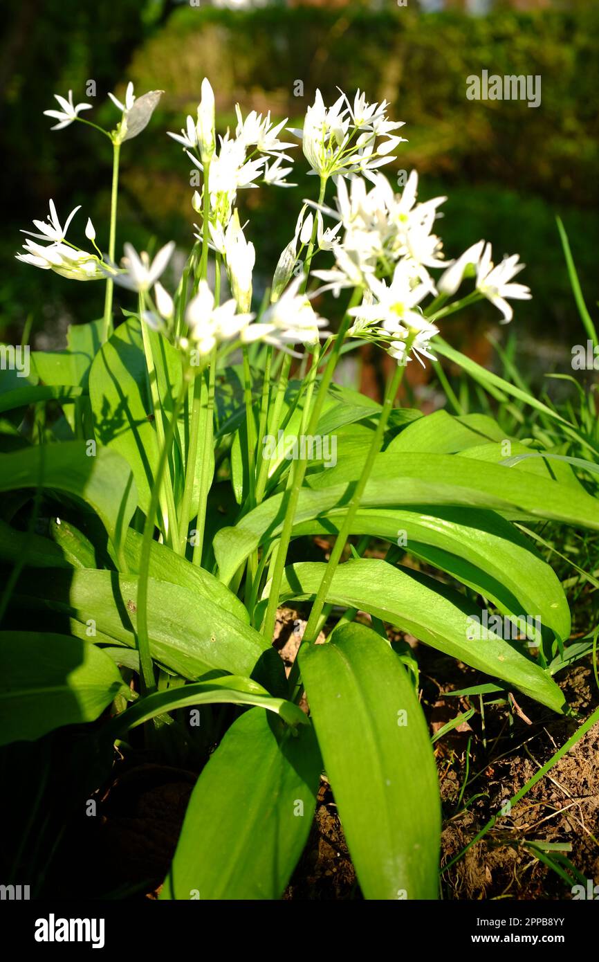 Ail sauvage hi-res stock photography and images - Alamy