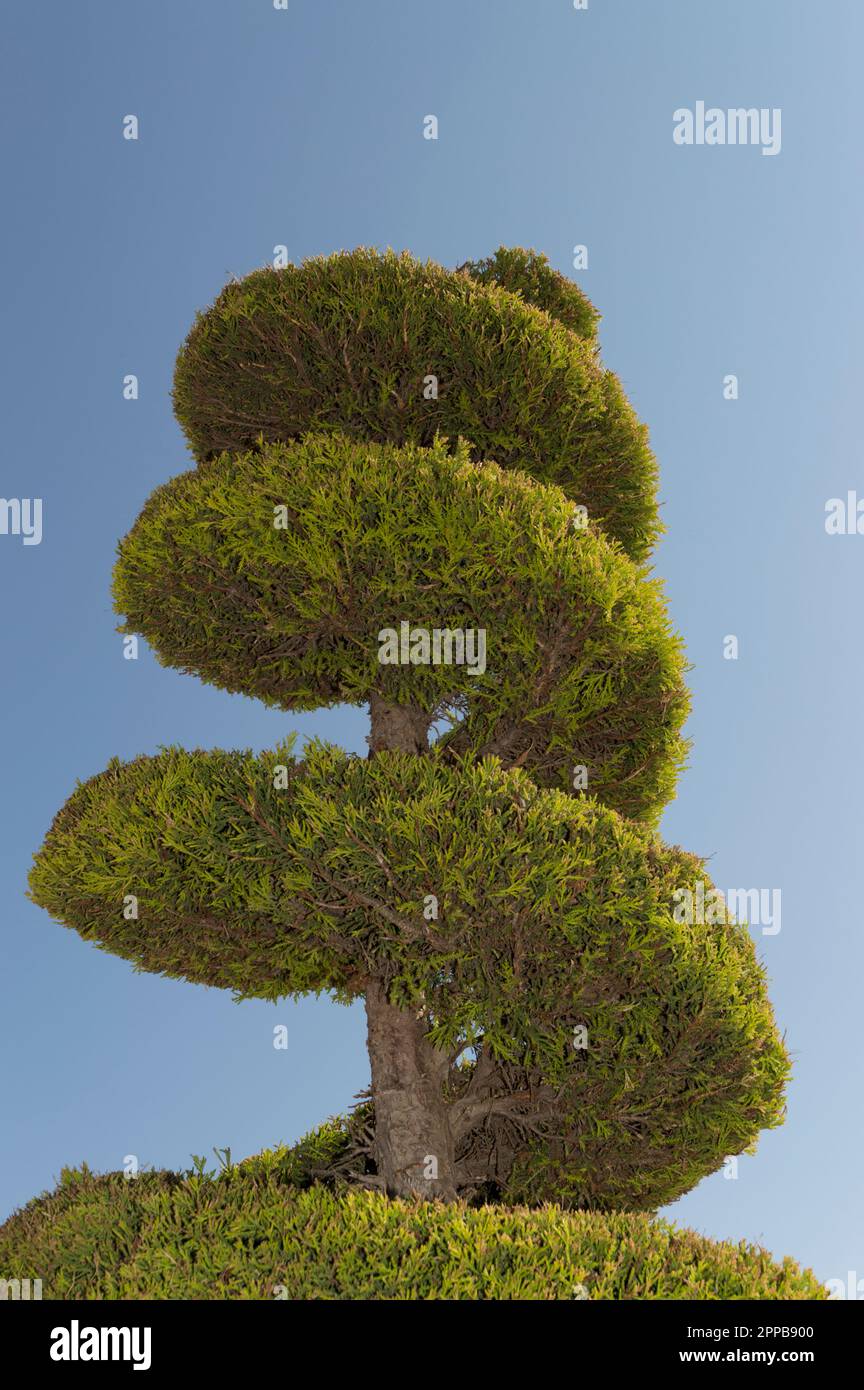 Pruned pine tree hi-res stock photography and images - Alamy