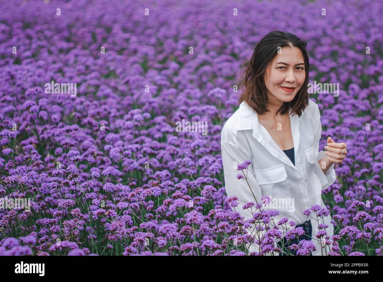 Women in the Verbena field are blooming and beautiful in the rainy ...