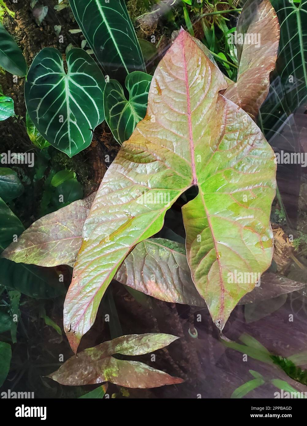 Beautiful red vein and green leaf of Cyrtosperma Johnstonii, a rare ...