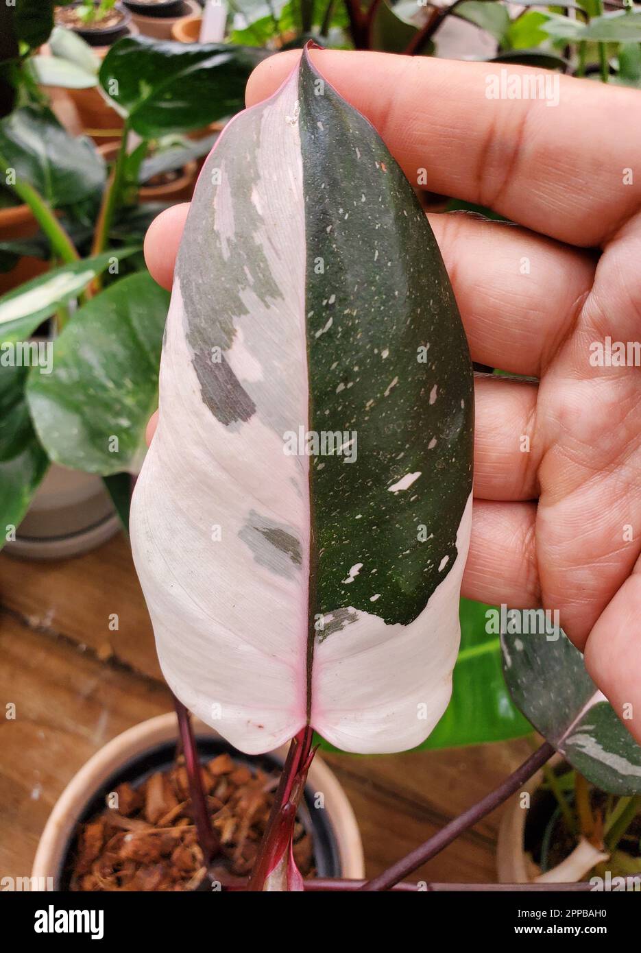 Philodendron red anderson hi-res stock photography and images - Alamy
