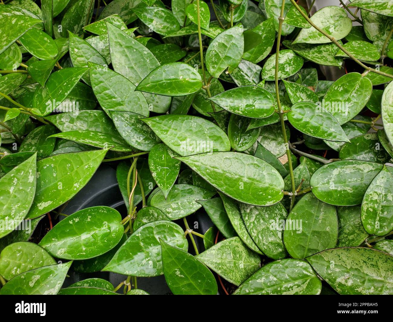 Beautiful shiny leaves of Hoya parasitica Black Margin Stock Photo - Alamy