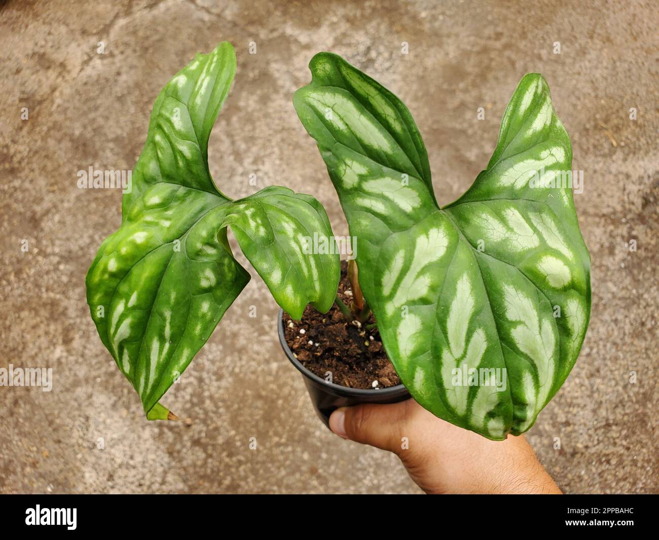 Beautiful leaf pattern of Cercestis Mirabilis, a rare tropical ...