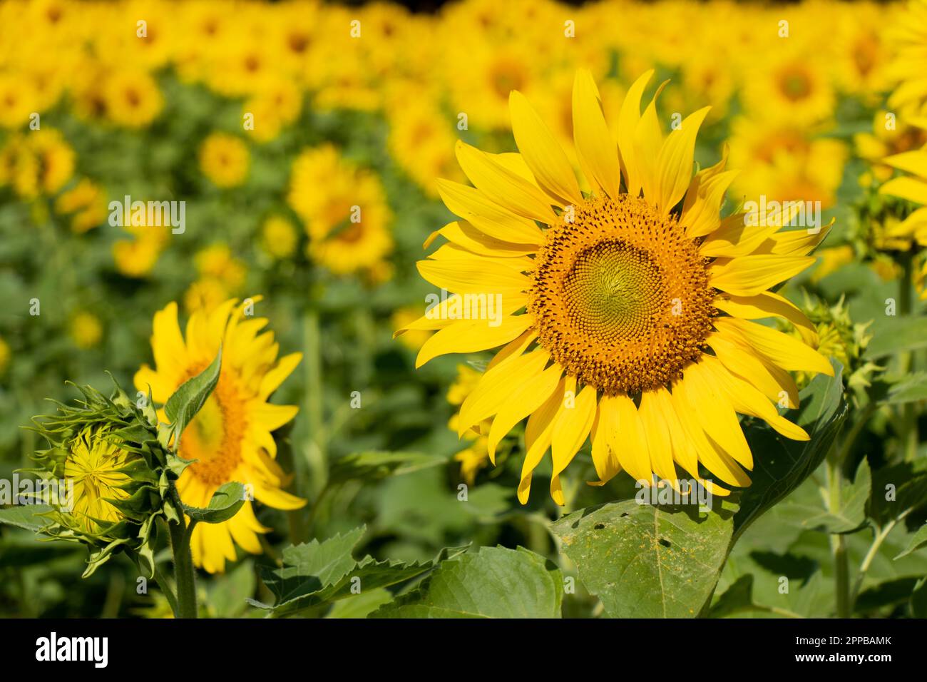Beautiful yellow color sunflower in the agriculture farm background ...