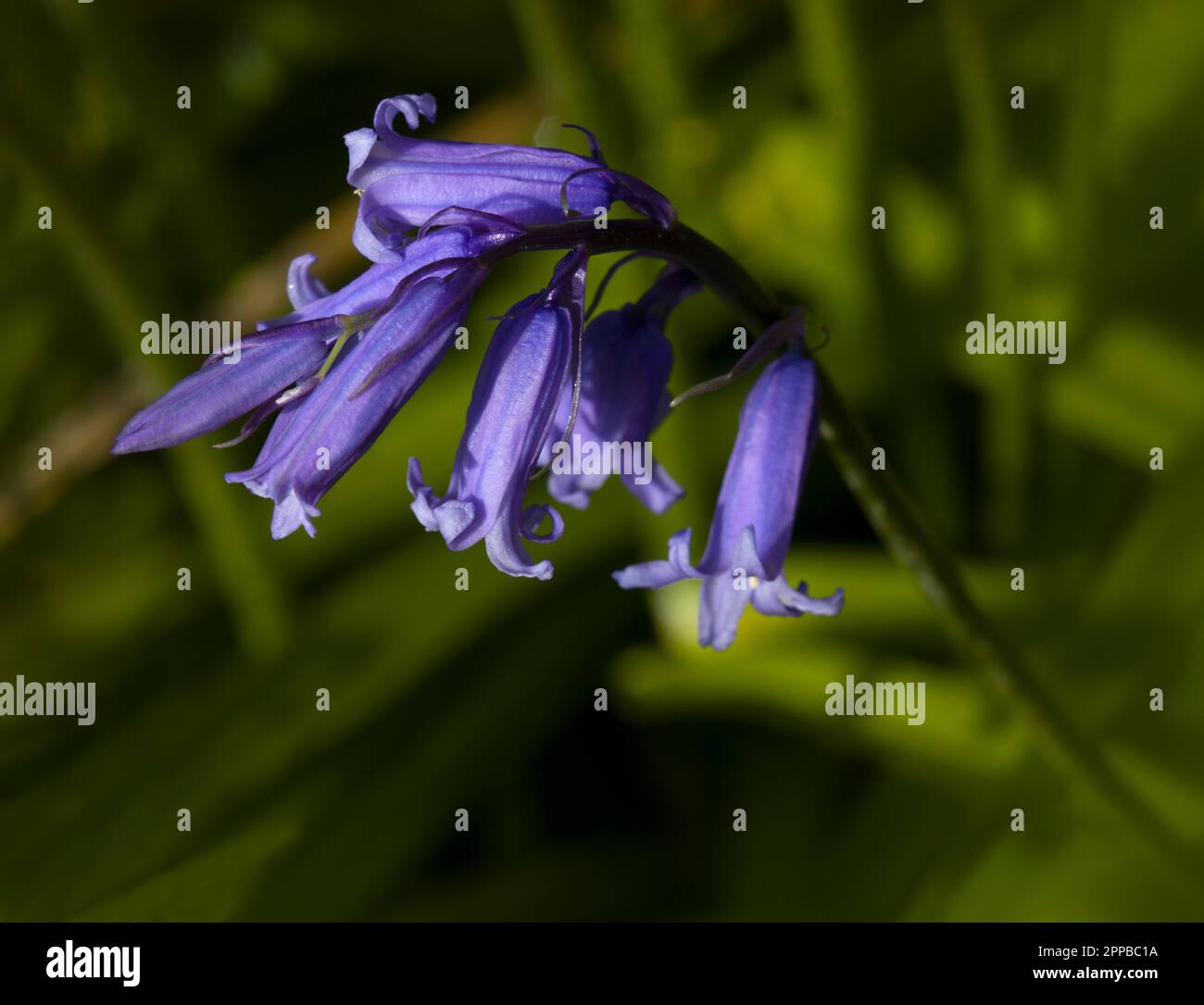 Bluebells Close Up Stock Photo - Alamy