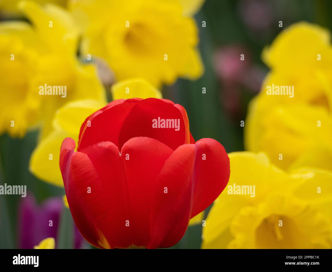 red and yeloow tulips in westphalia Stock Photo - Alamy