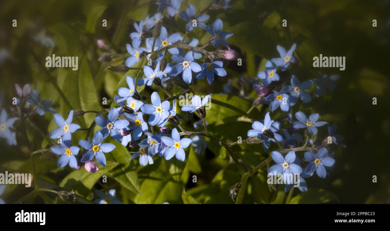 Myosotis Forget Me Nots Stock Photo - Alamy