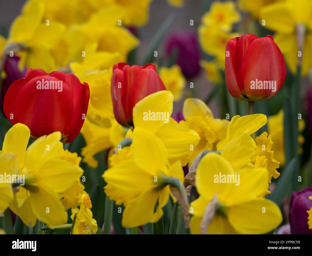 red and yeloow tulips in westphalia Stock Photo - Alamy