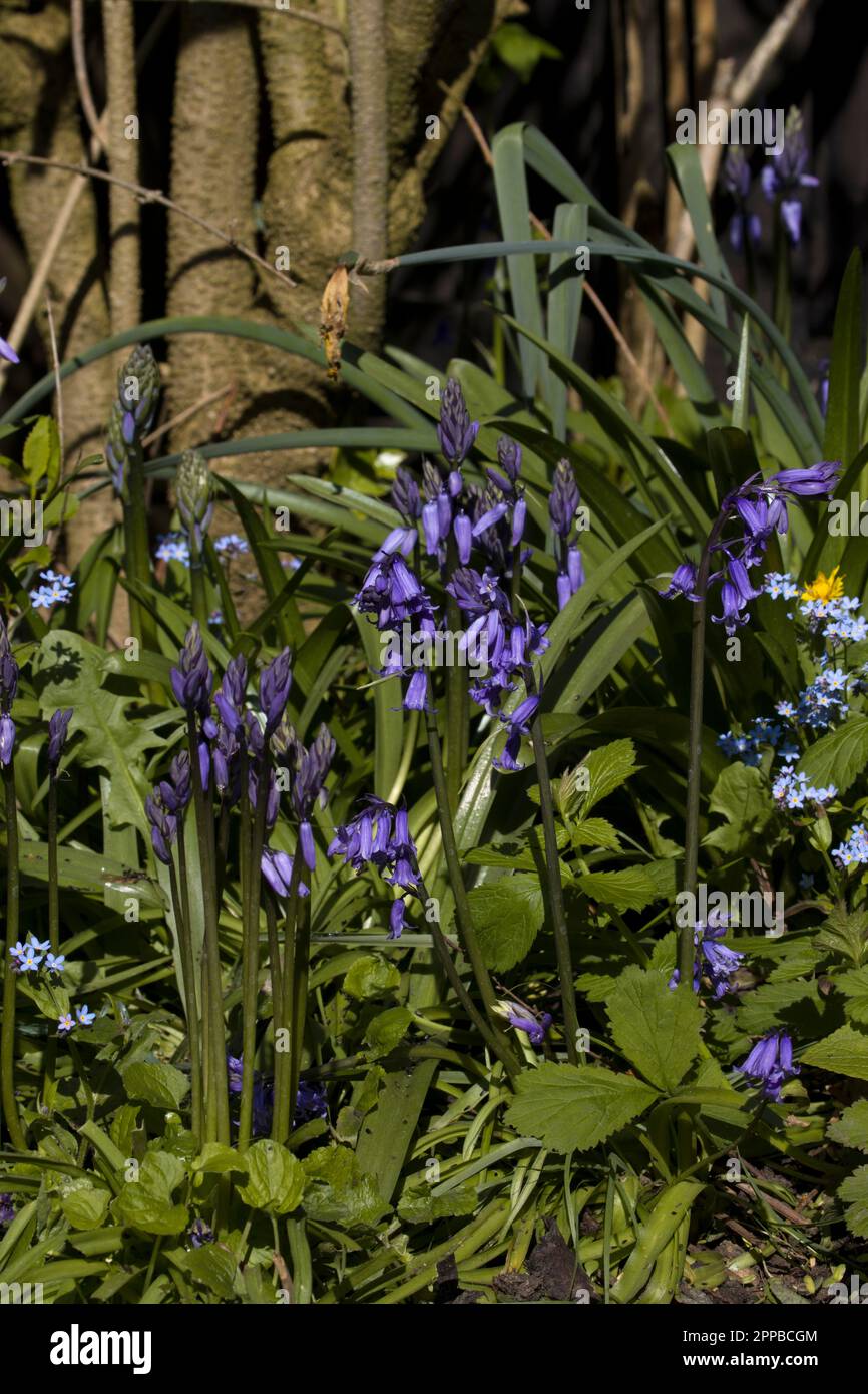Biodiversity bluebells bluebell uk hi-res stock photography and images ...