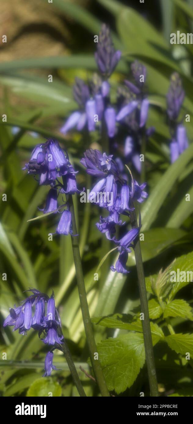 Biodiversity bluebells bluebell uk hi-res stock photography and images ...