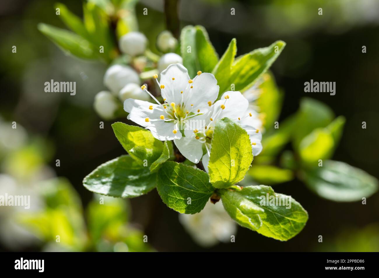Rottweil, Germany. 23rd Apr, 2023. Blossoms hang on a branch of a ...