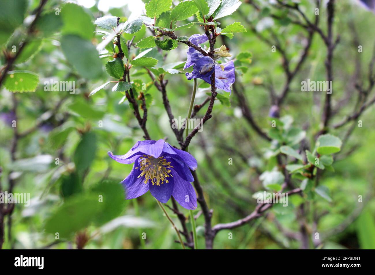 Ending flowering cycle of a purple agrestic flower on a green shrub ...