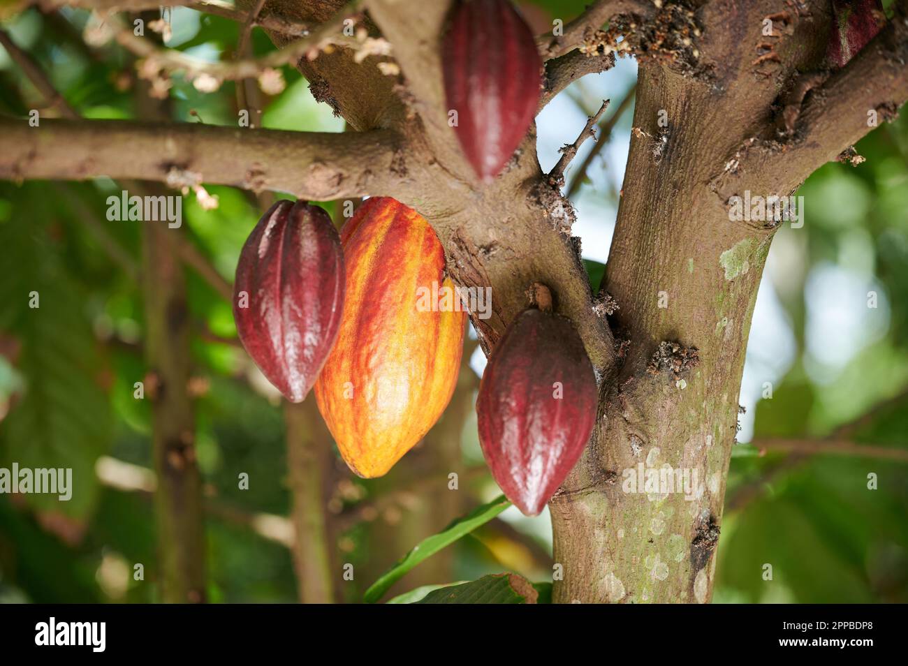 Cocoa pods growing on hi-res stock photography and images - Alamy
