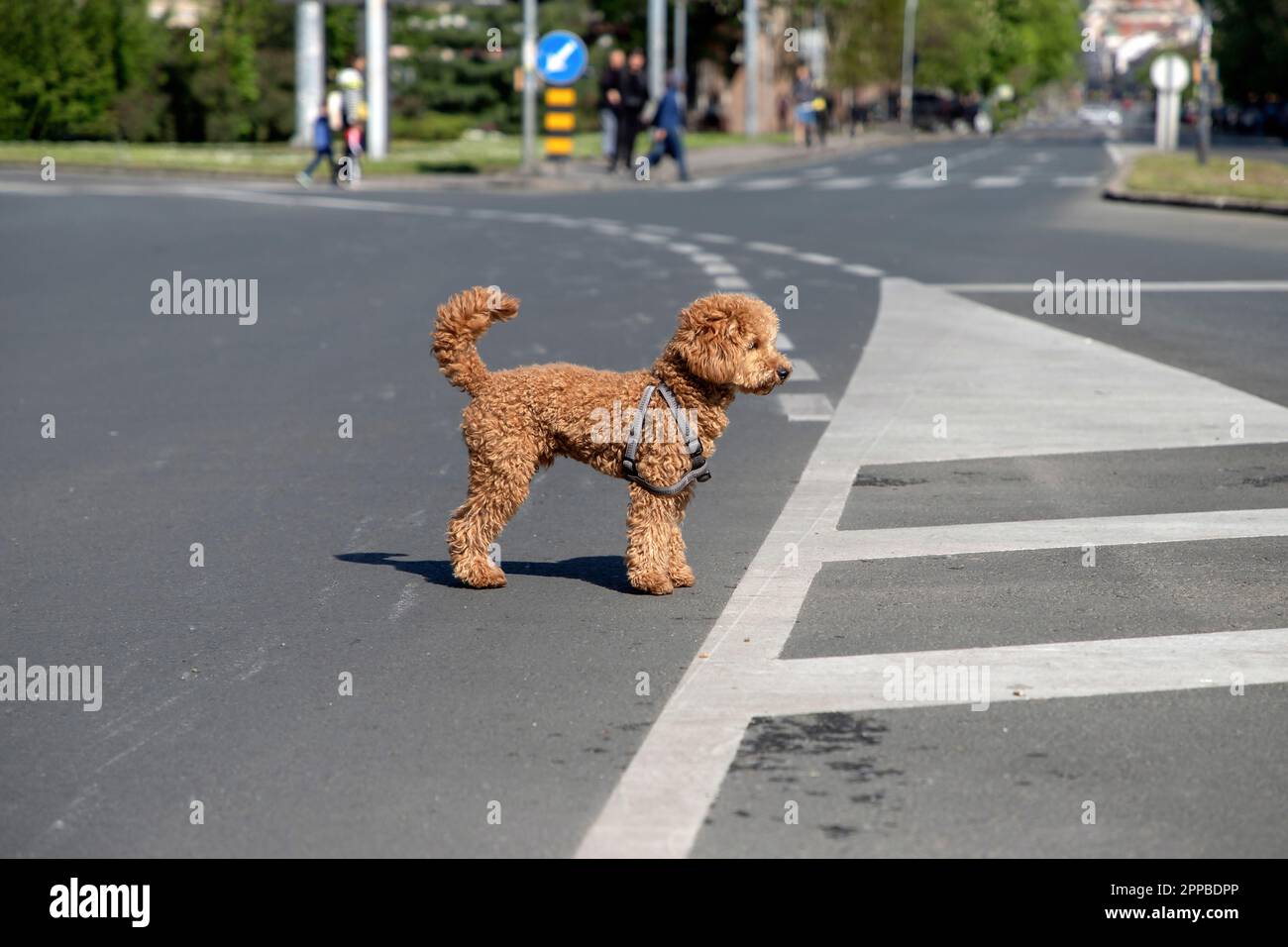 A confused runaway dog standing in the middle of the crossroads Stock ...