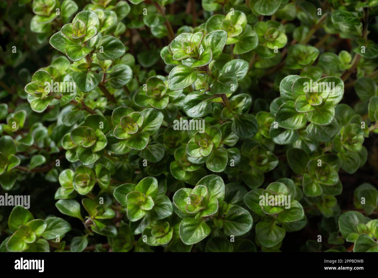 Fresh Thymus pulegioides Tabor plant close up full frame as background ...