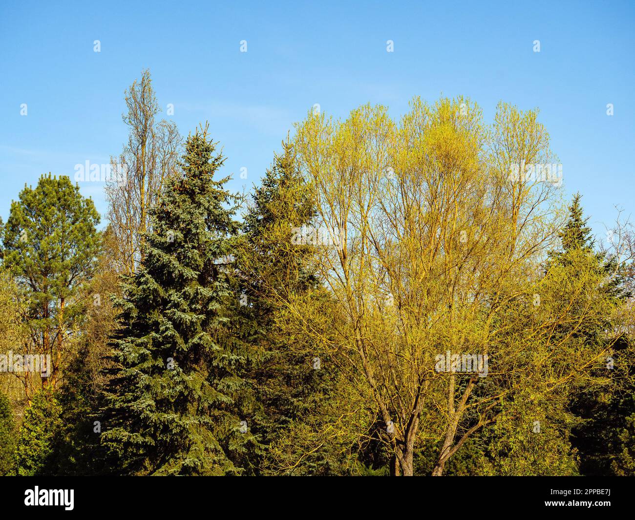 Deciduous tree crown hi-res stock photography and images - Alamy