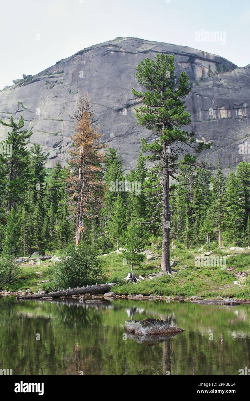 Dead coniferous tree with orange needles, eaten by a beetle, surrounded ...