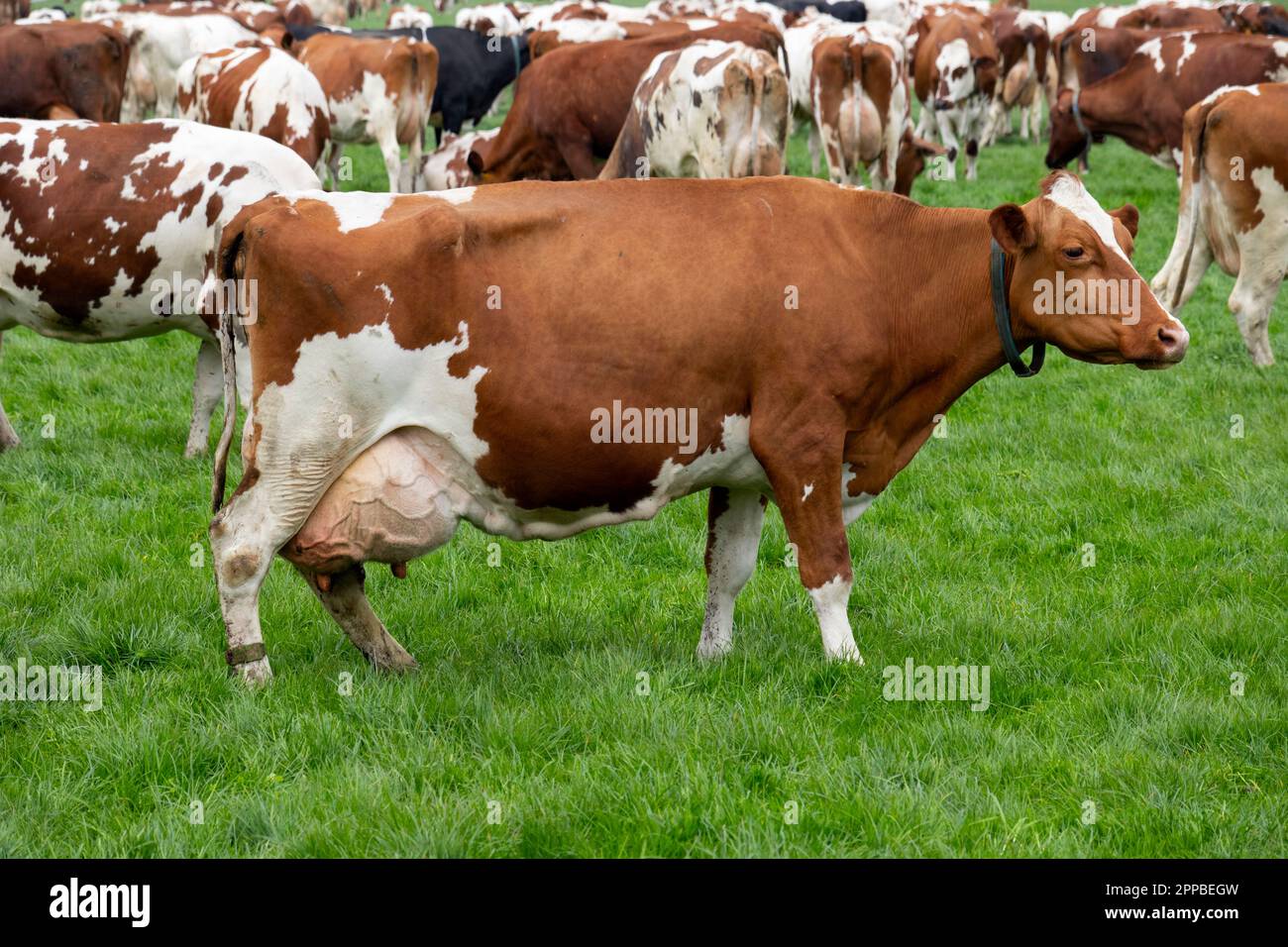 Dutch cow in the green meadow in full length Stock Photo - Alamy