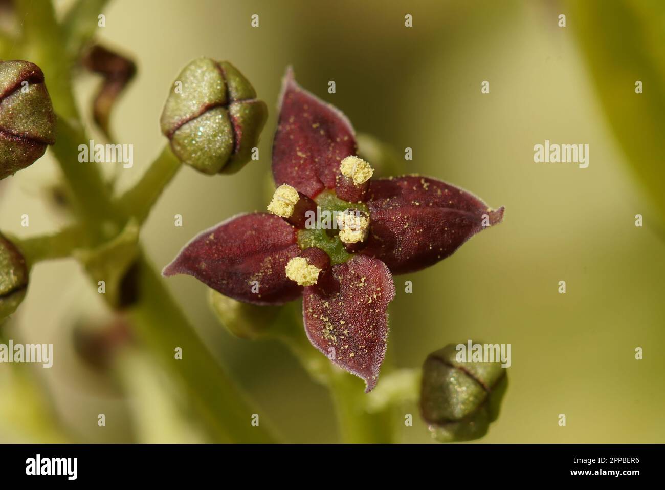 Natural closeup on the distinctive flower of Japanese aucuba gold dust ...