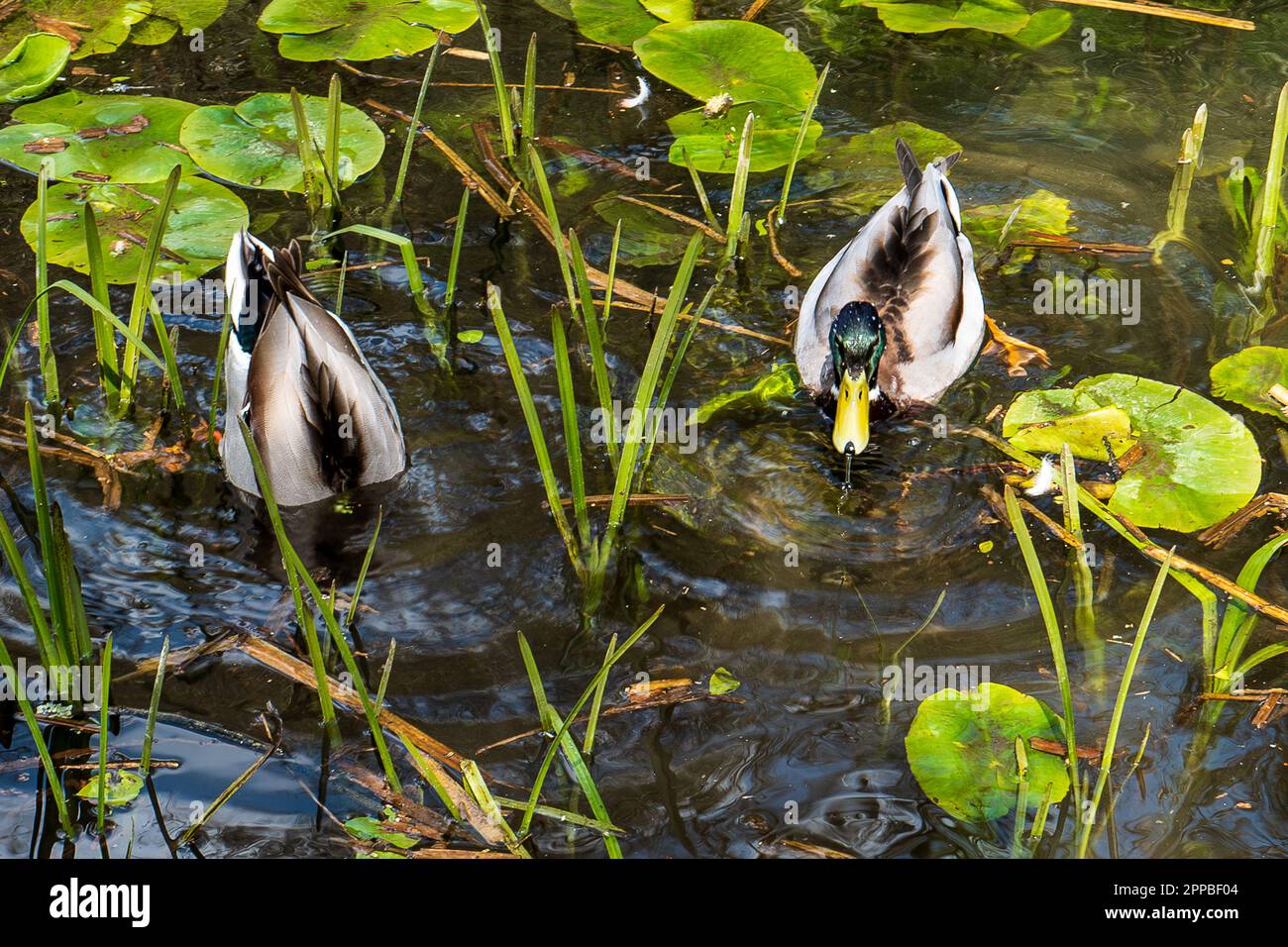 Duck and Cover. Two mallards reacting to the UK Emergency Alert signal ...