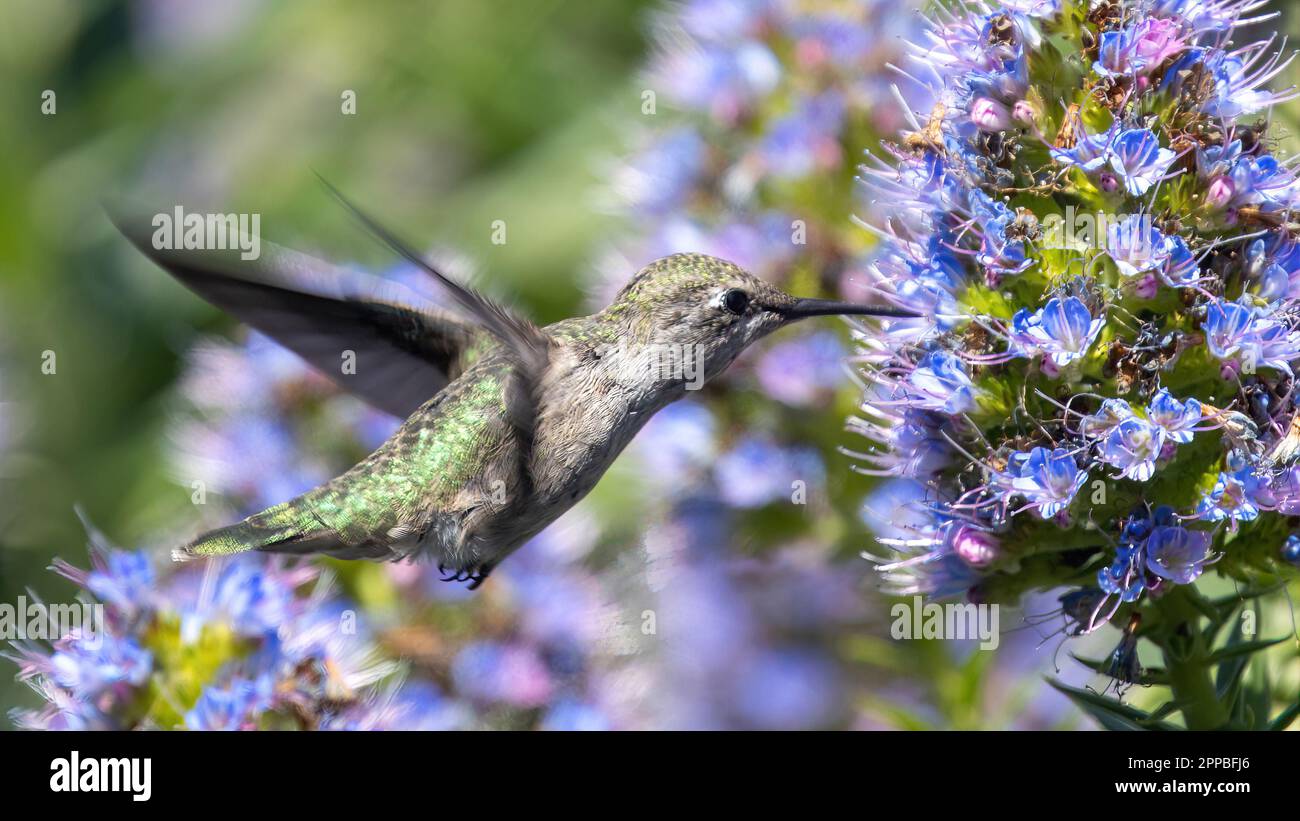 Anna's Hummingbird adult female hovering and feeding. Palo Alto ...