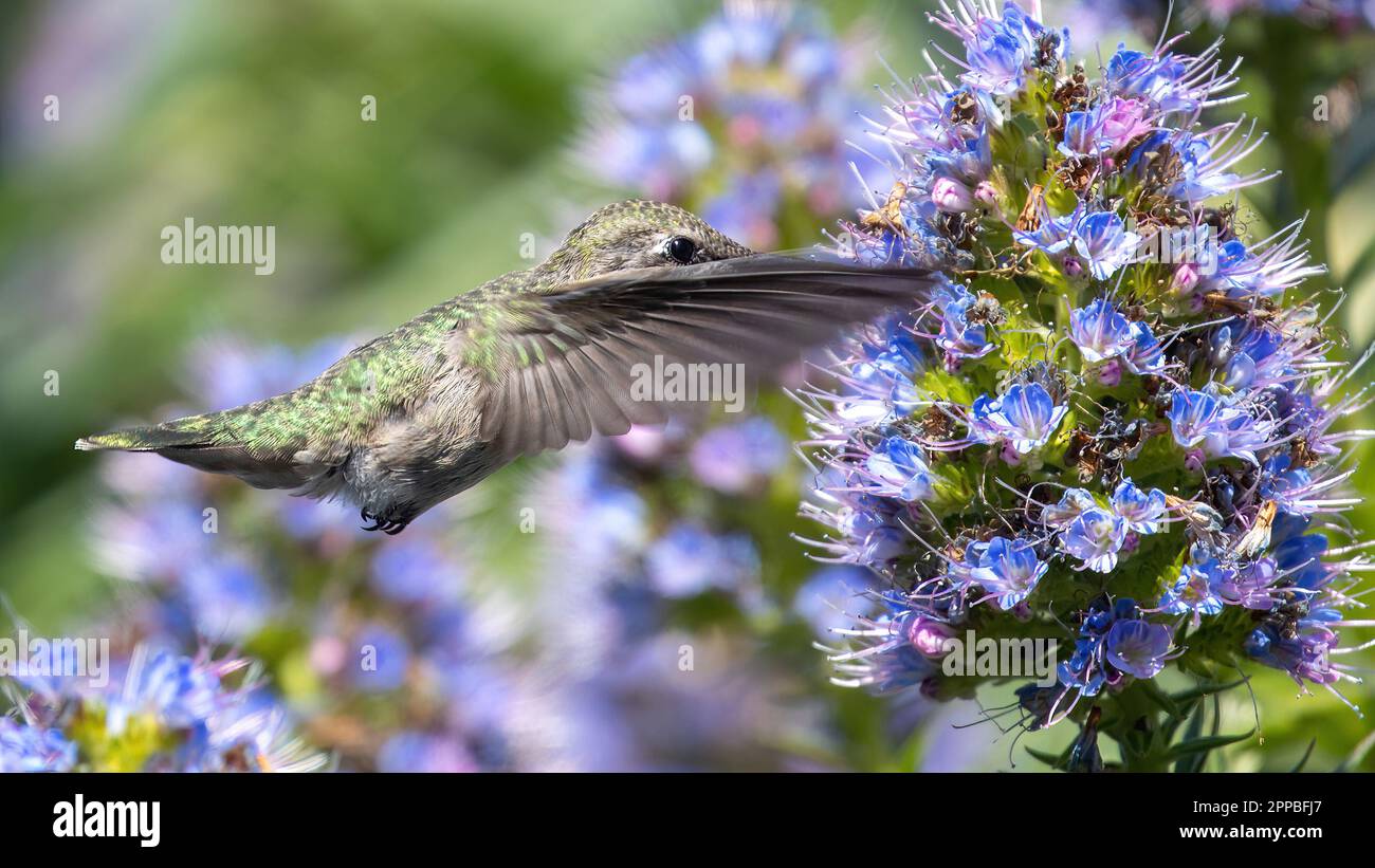 Anna's Hummingbird adult female hovering and feeding. Palo Alto ...
