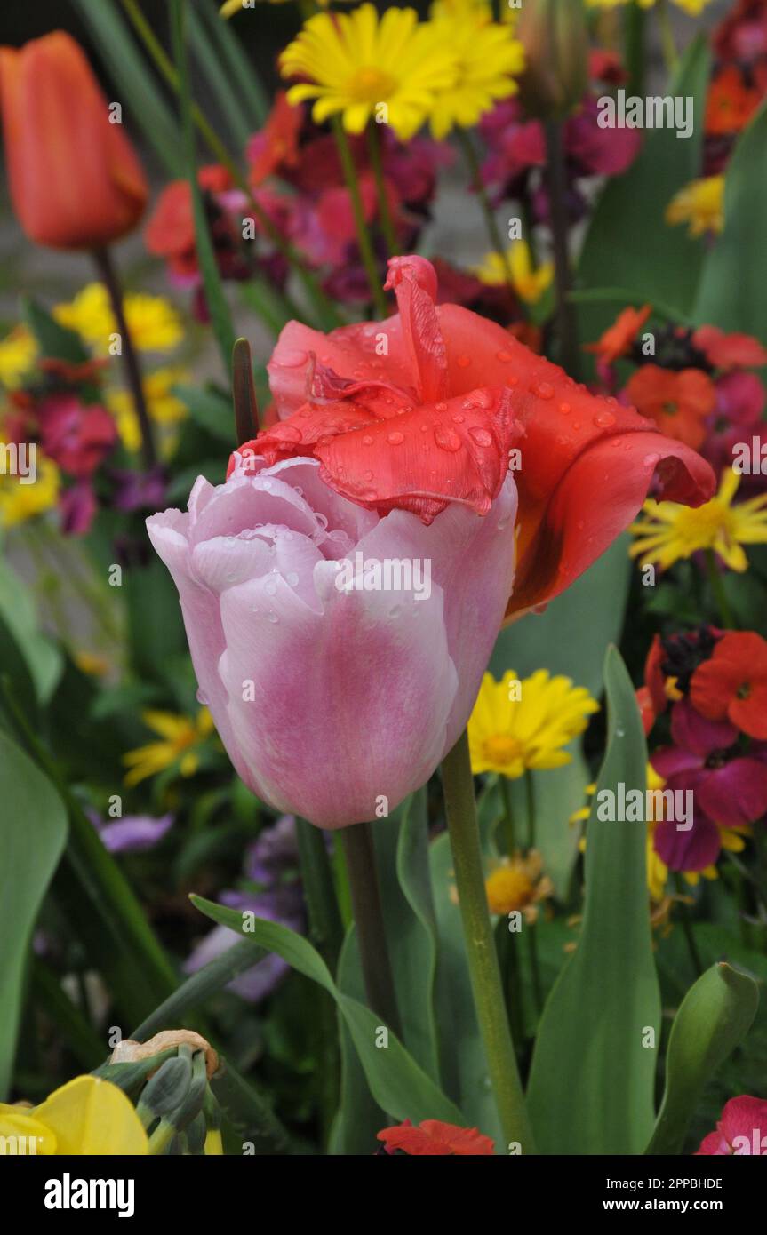Copenhagen /Denmark/23 April 2023/ Tulip flower mand daisy flowers and ...