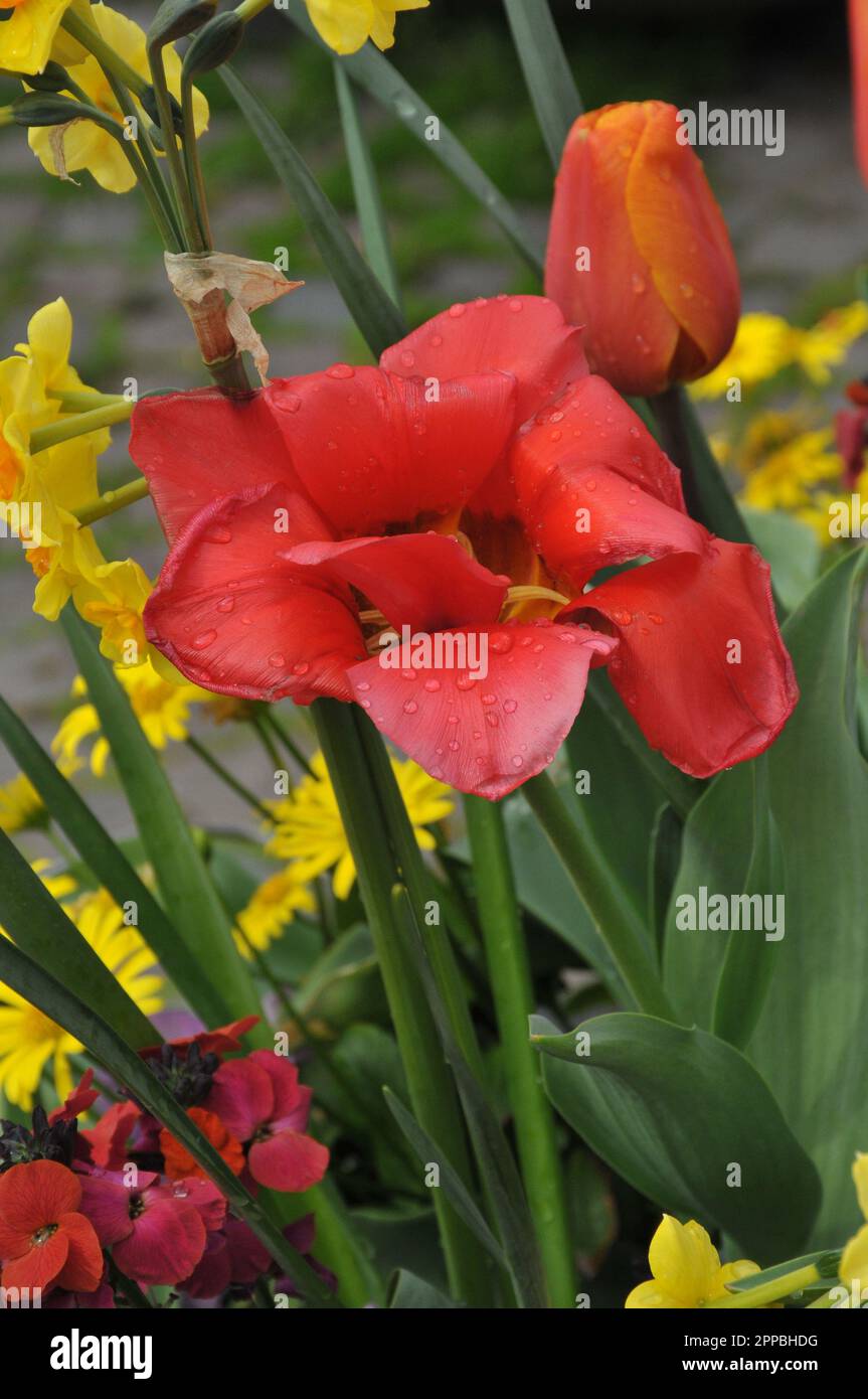 Copenhagen /Denmark/23 April 2023/ Tulip flower mand daisy flowers and ...