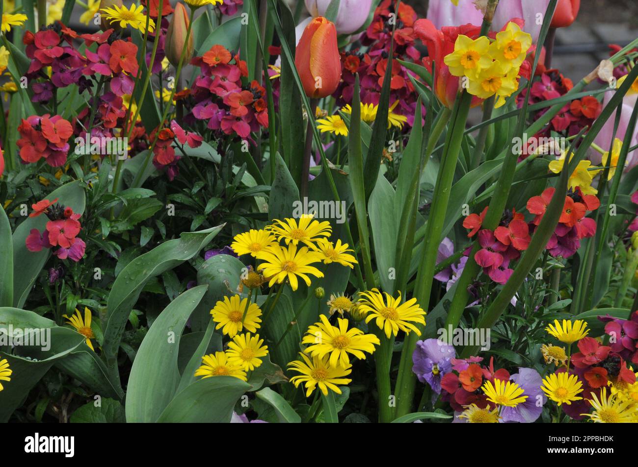 Copenhagen /Denmark/23 April 2023/ Tulip flower mand daisy flowers and ...