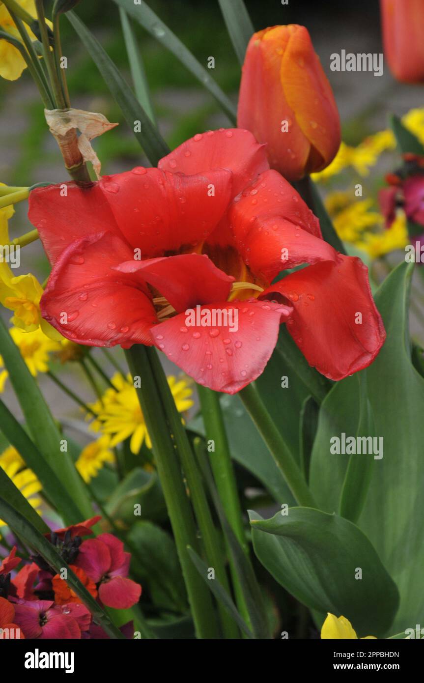 Copenhagen /Denmark/23 April 2023/ Tulip flower mand daisy flowers and ...