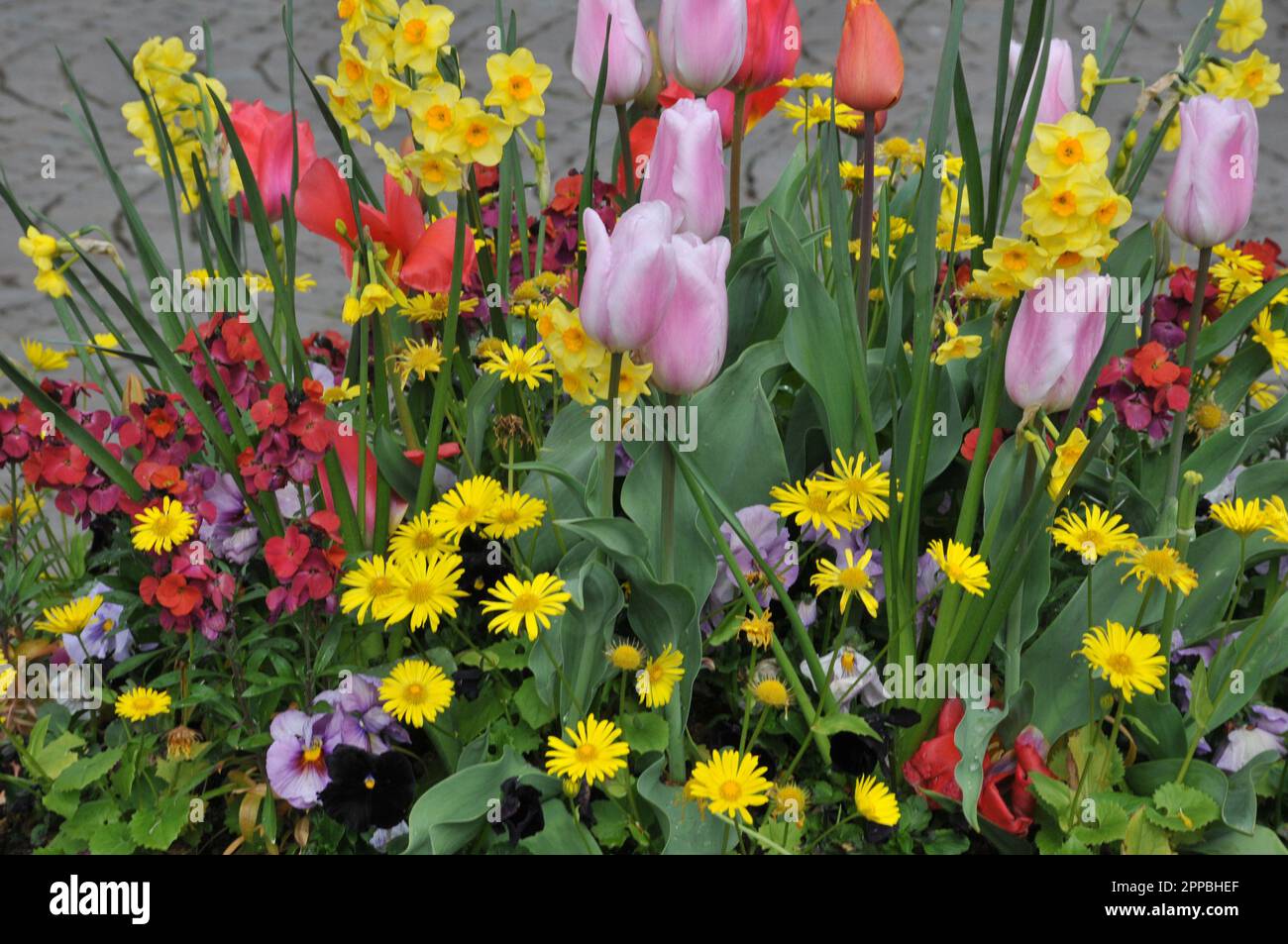 Copenhagen /Denmark/23 April 2023/ Tulip flower mand daisy flowers and ...