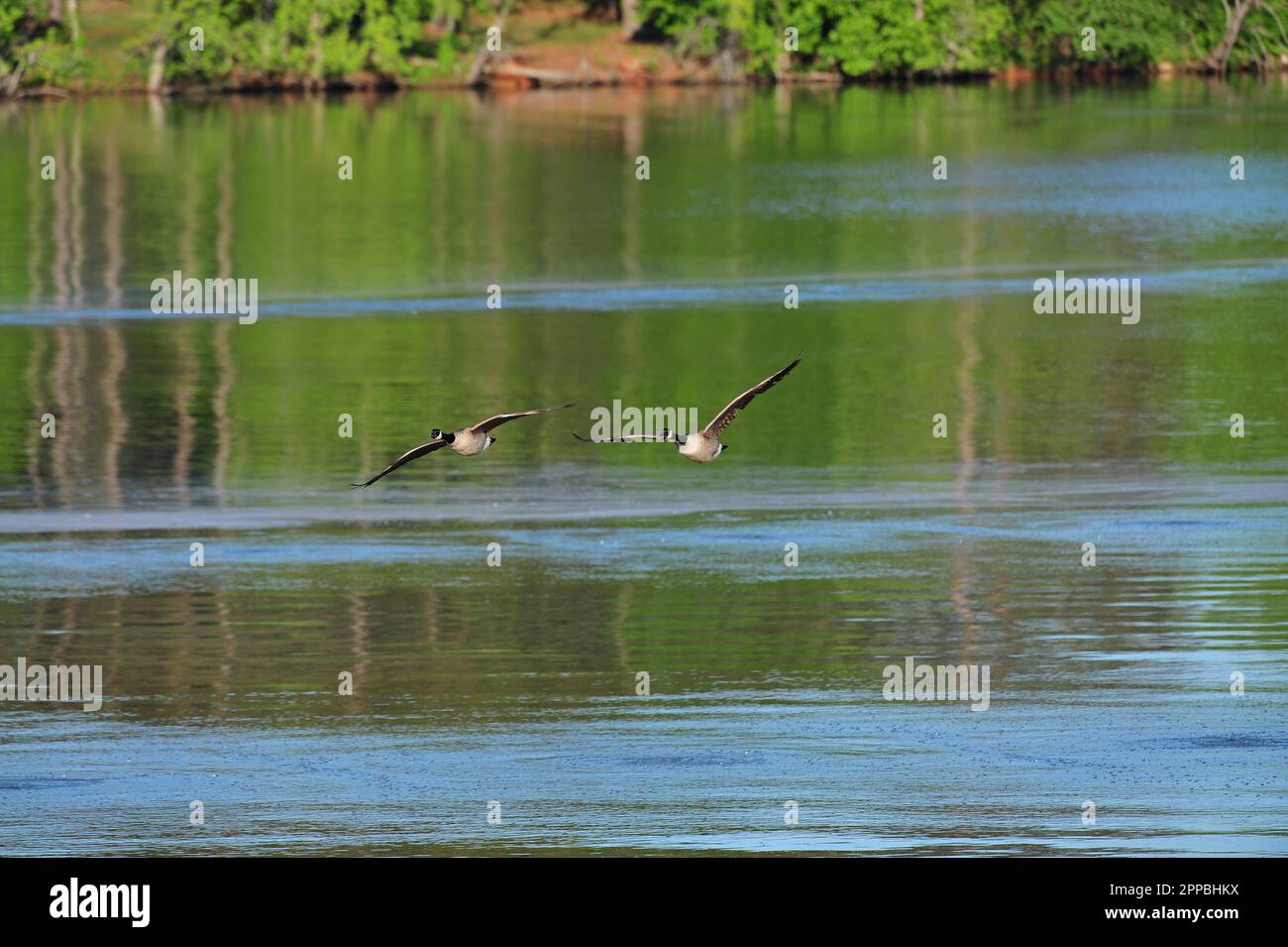 Canada goose flying over water hi-res stock photography and images - Alamy