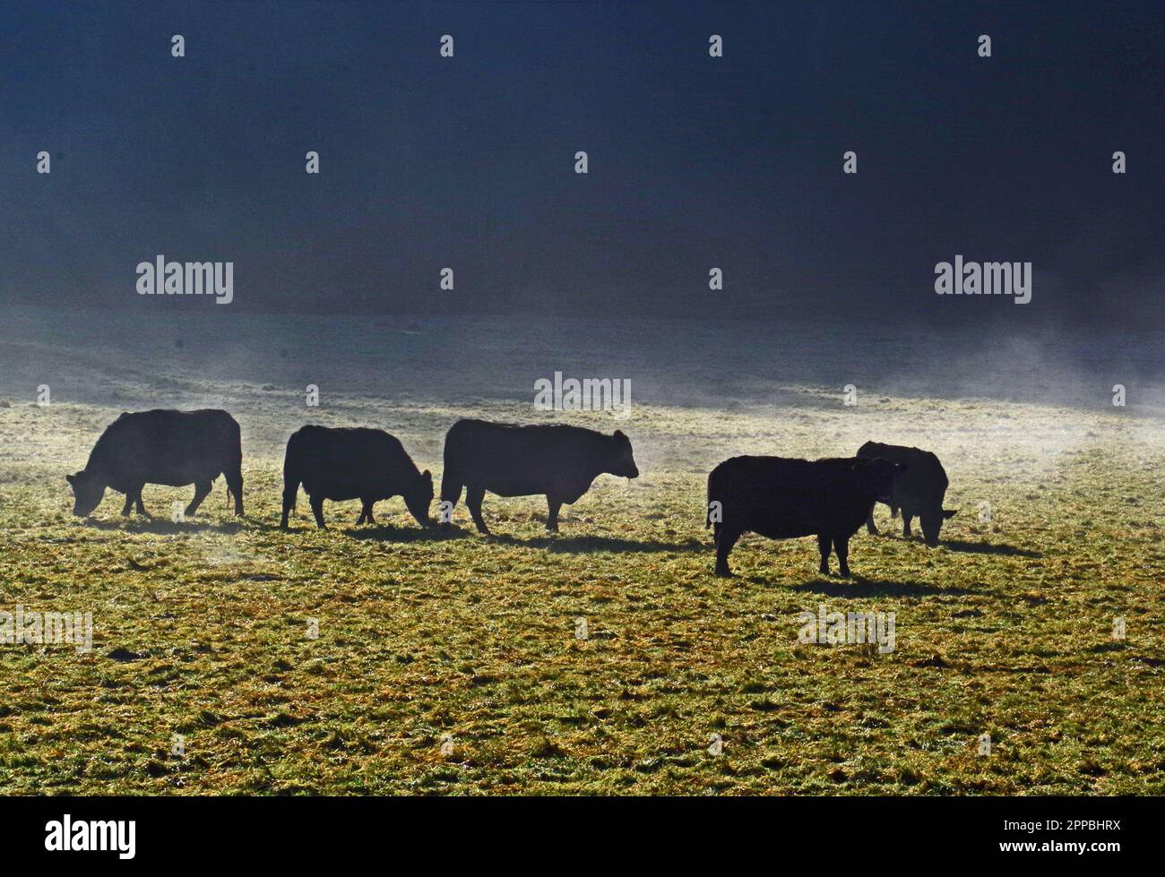 Landwirtschaft tiere landwirtschaft hi-res stock photography and images ...