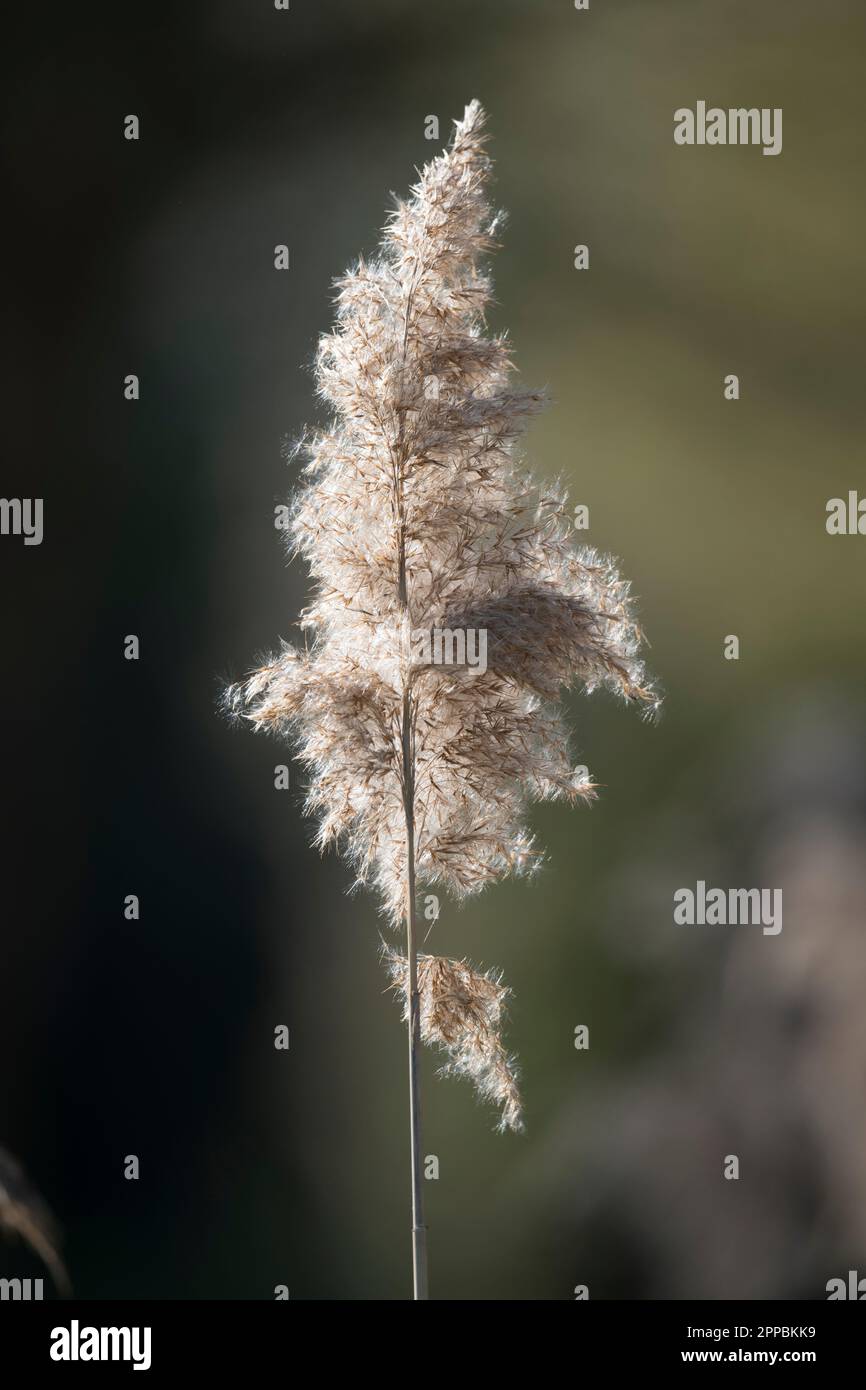 Beautiful dry common reeds hi-res stock photography and images - Alamy