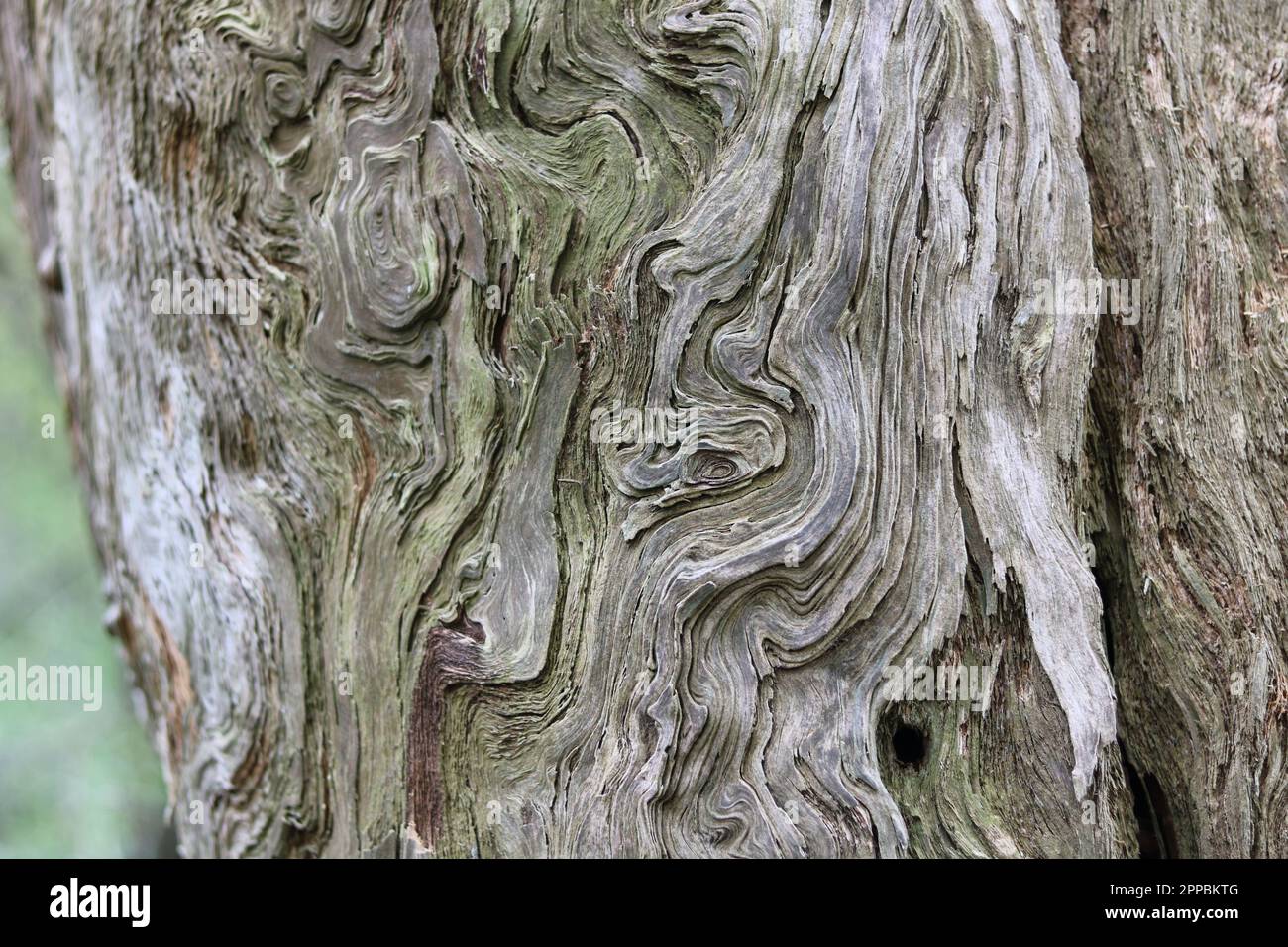 Tree bark swirls hi-res stock photography and images - Alamy