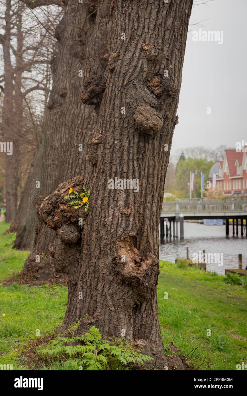 Dandelion flower grooving on the tree, the street in Leiden ...