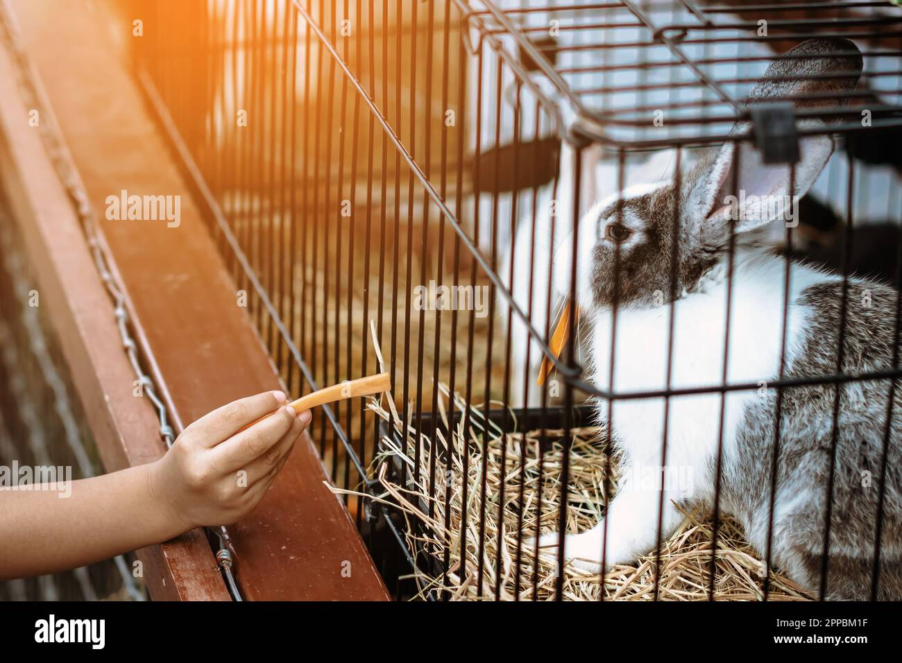Adorable little girl feeding rabbit at farm. Kid feeding and petting ...