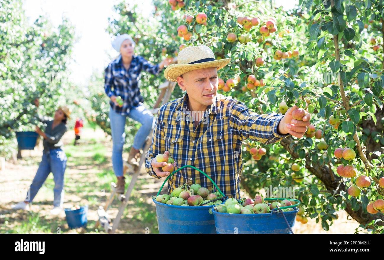 Man farmer harvesting ripe pears from tree in garden Stock Photo - Alamy